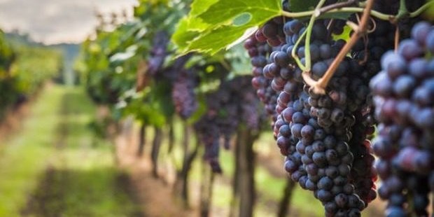 ΕΓΓΡΑΦΗ ΣΤΟ ΑΜΠΕΛΟΥΡΓΙΚΟ ΜΗΤΡΩΟ ΑΜΠΕΛΟΤΕΜΑΧΙΩΝ ΜΙΚΡΗΣ ΕΚΤΑΣΗΣ (100 τ.μ ...